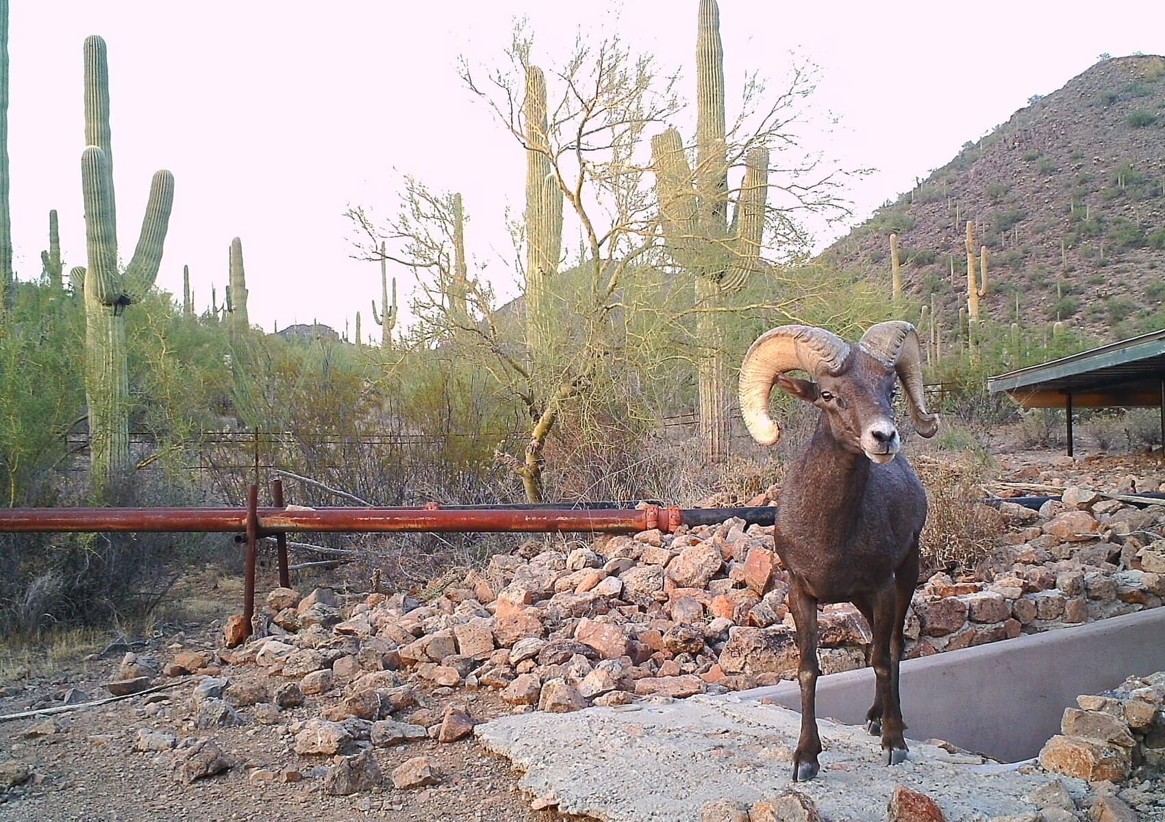 Annual ADBSS Fundraiser Information - Arizona Desert Bighorn Sheep Society