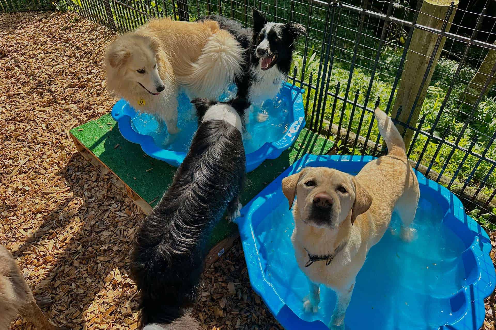 Big Red Dog Homestay Wainuiomata