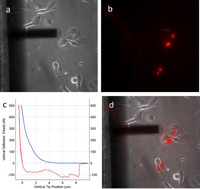 Single Cell Experiments with Cytosurge FluidFM & Bruker JPK