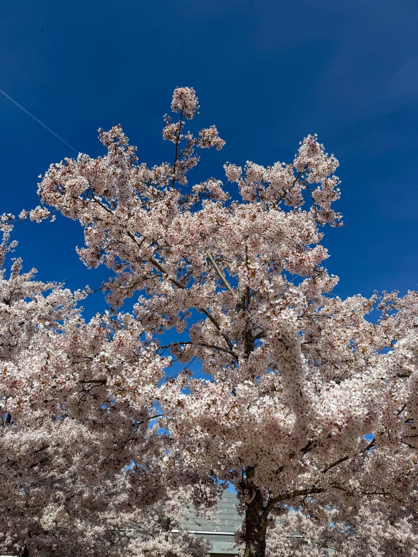 RHS Wisley Gardens Day Trip Guide: Best Things to See, How to Get There ...