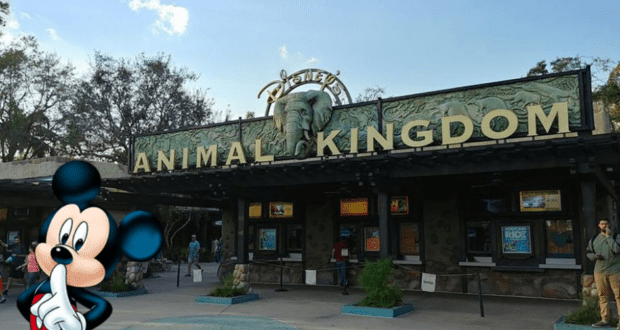 The Secret Entrance Into Disney's Animal Kingdom