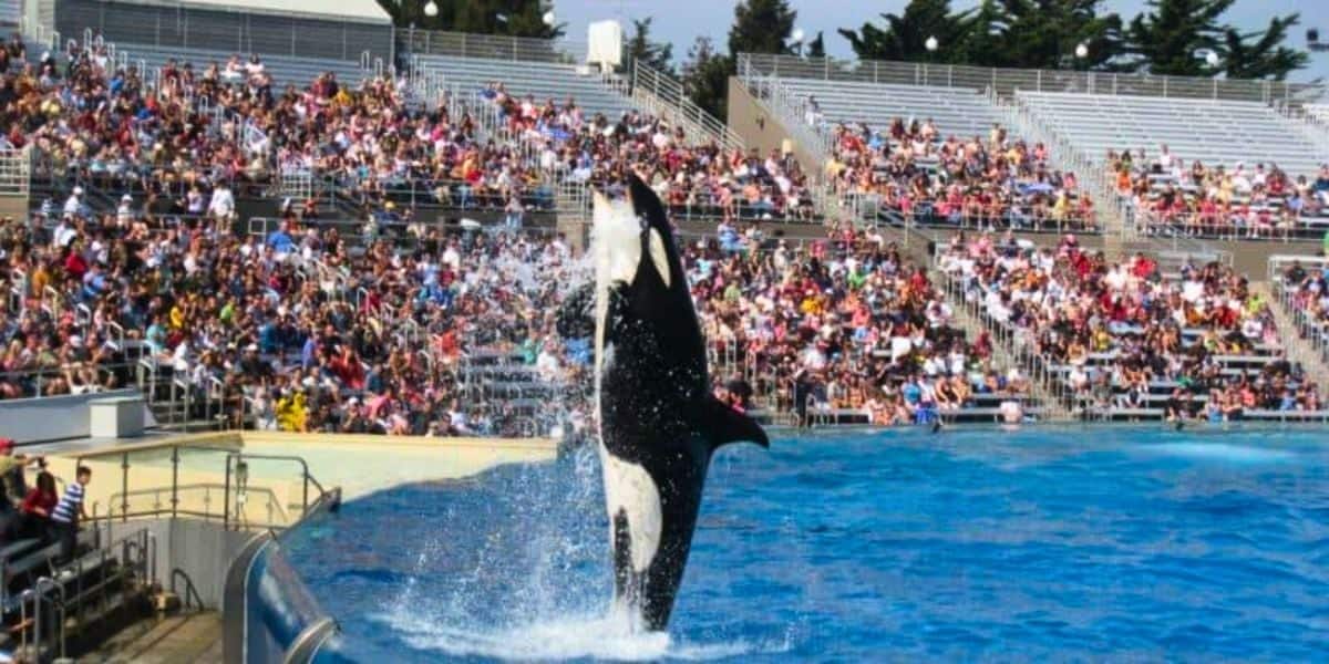 SeaWorld's Killer Whale Era Is Ending. What Fills the Tank Next?