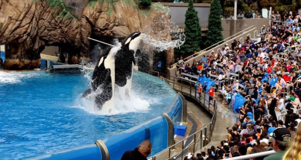 SeaWorld's Killer Whale Era Is Ending. What Fills the Tank Next?
