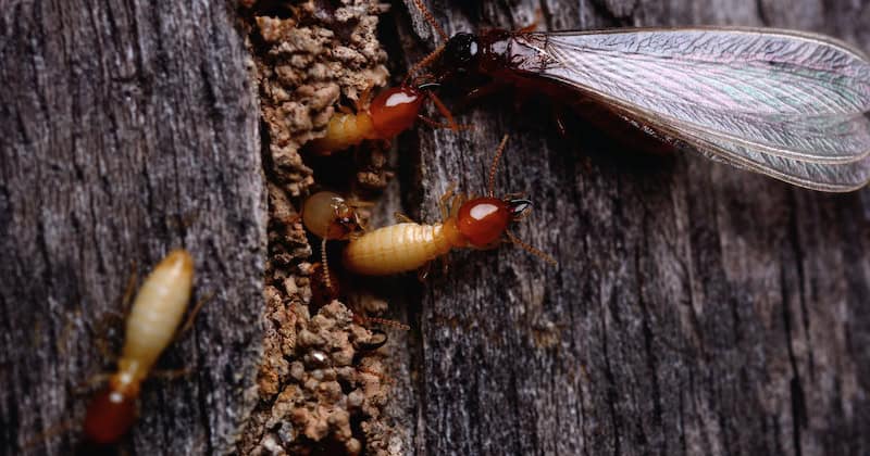 Top Cities For Termites: Miami, LA, Tampa