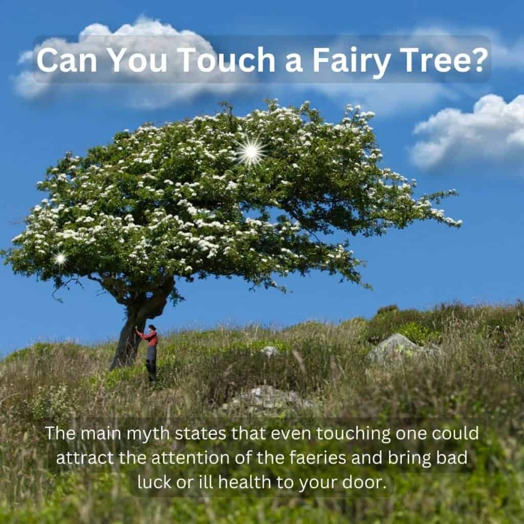 The Ancient Myth and Magic of Irish Fairy Trees
