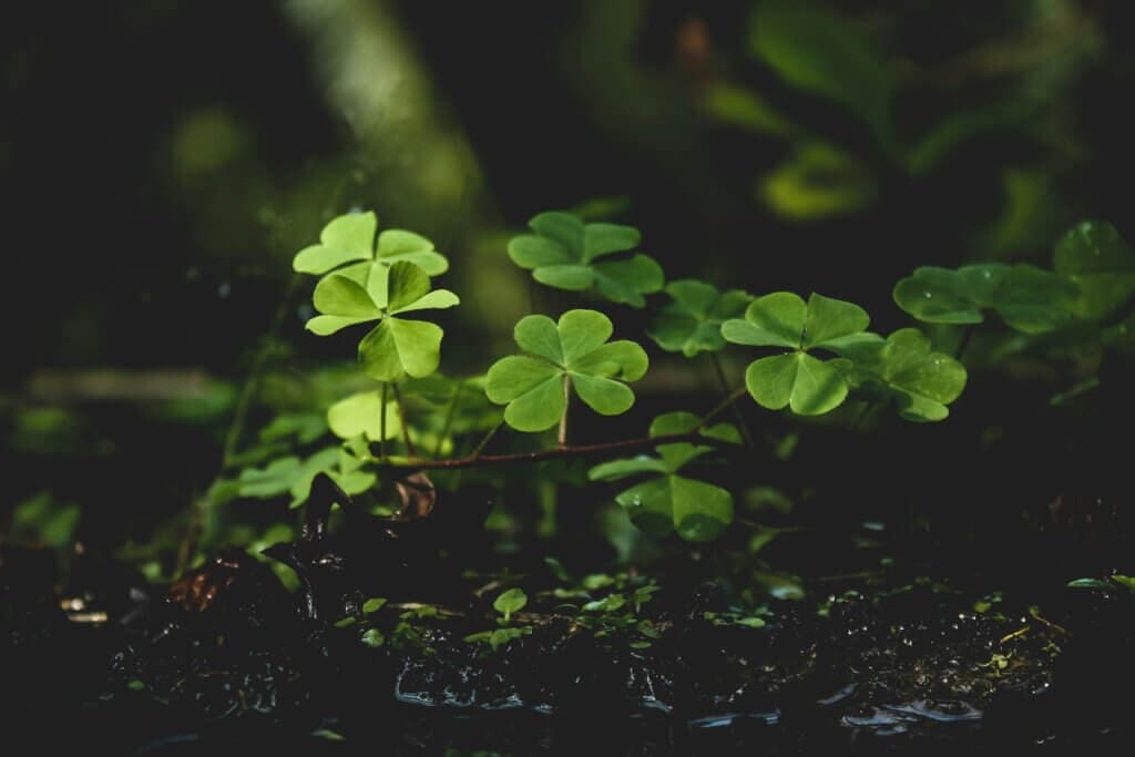 15 Typical Irish Flowers Native to Ireland