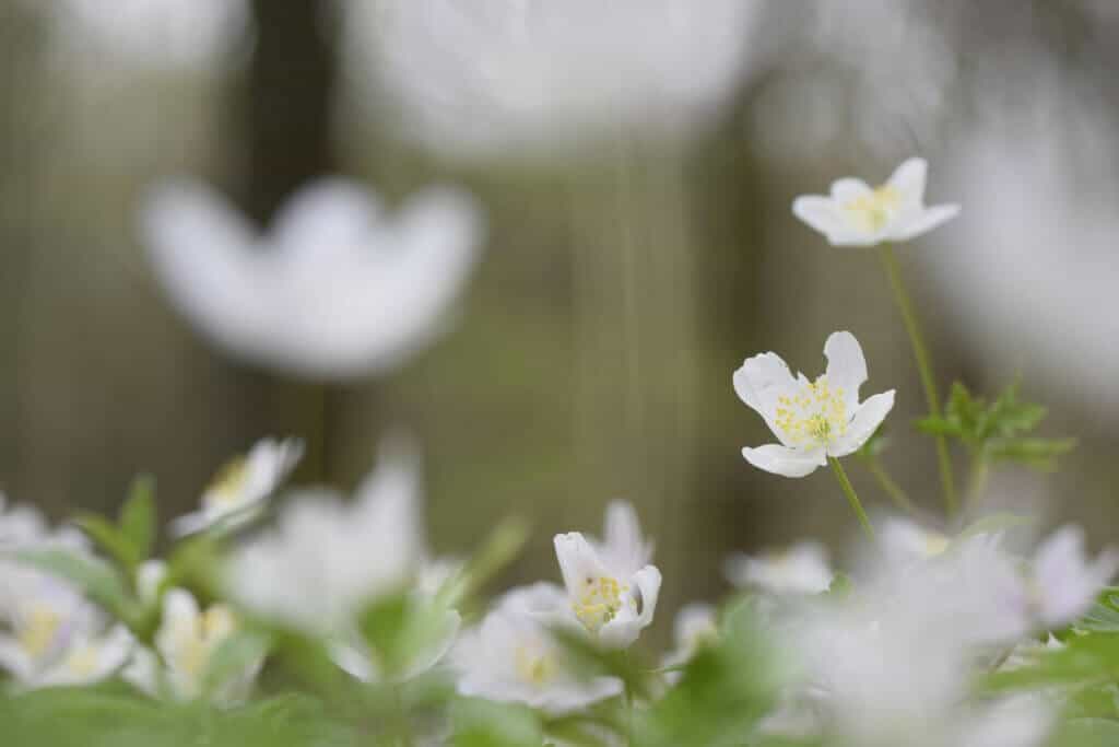 15 Typical Irish Flowers Native to Ireland
