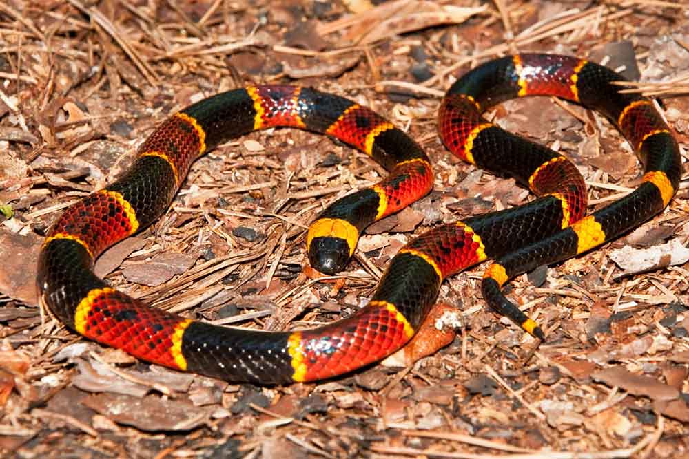 Animals in Machu Picchu, Peru and Inca Trail Animals to Try and Spot