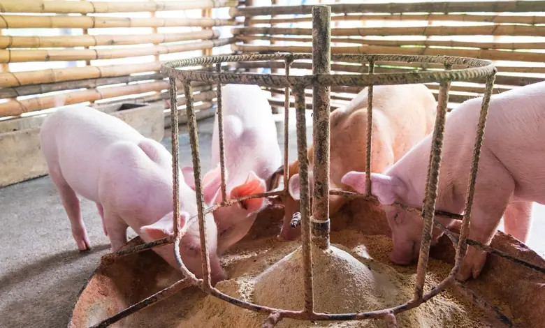 How To Build A Feeding Schedule For Pigs