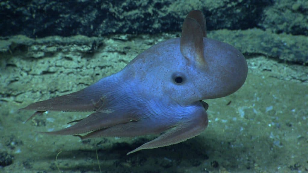 dumbo octopus nemo