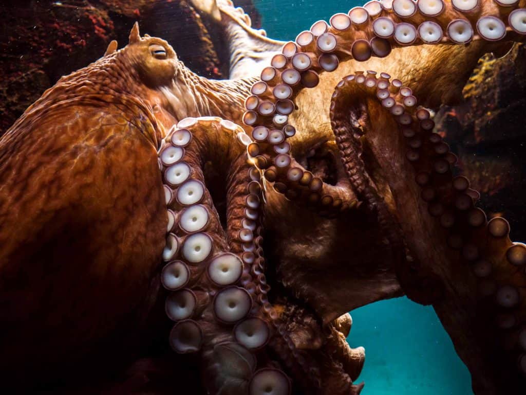 world's largest octopus size
