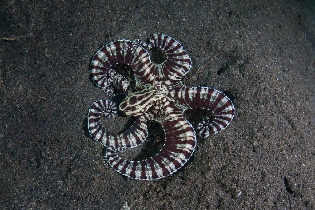 mimic octopus ability