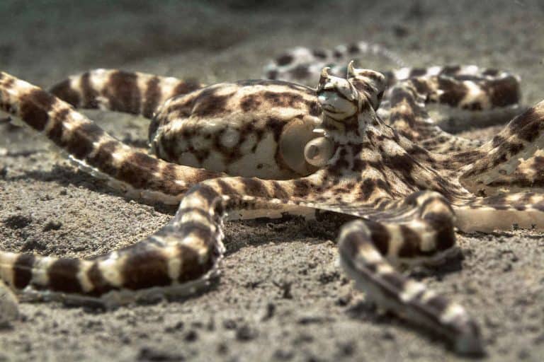 mimic octopus predators