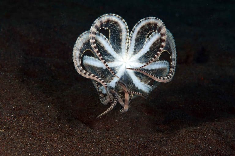mimic octopus ability