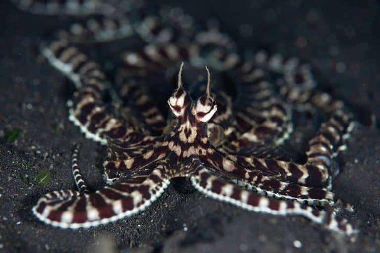 mimic octopus ability