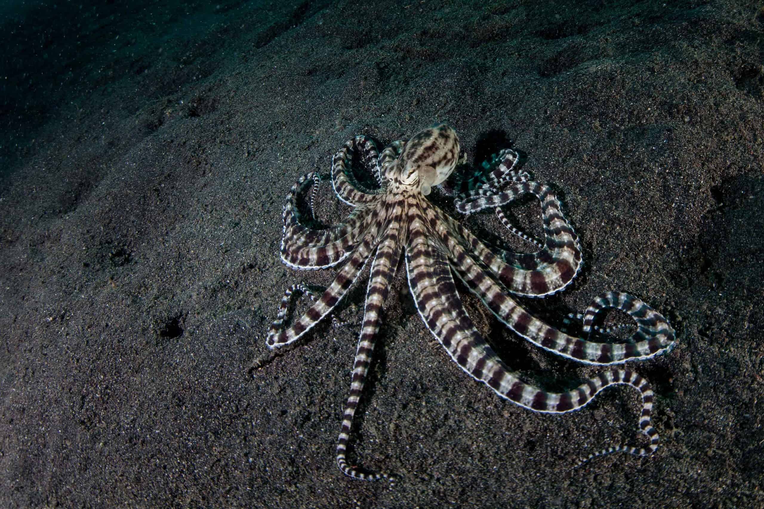 mimic octopus mimicking snake