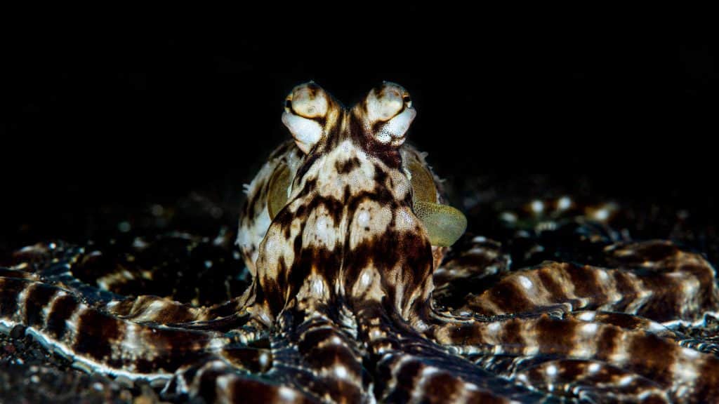 mimic octopus mimicking snake