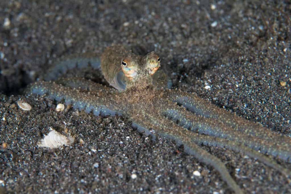 cool things about octopuses