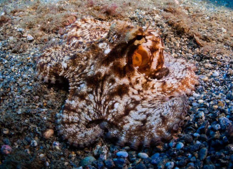 common octo