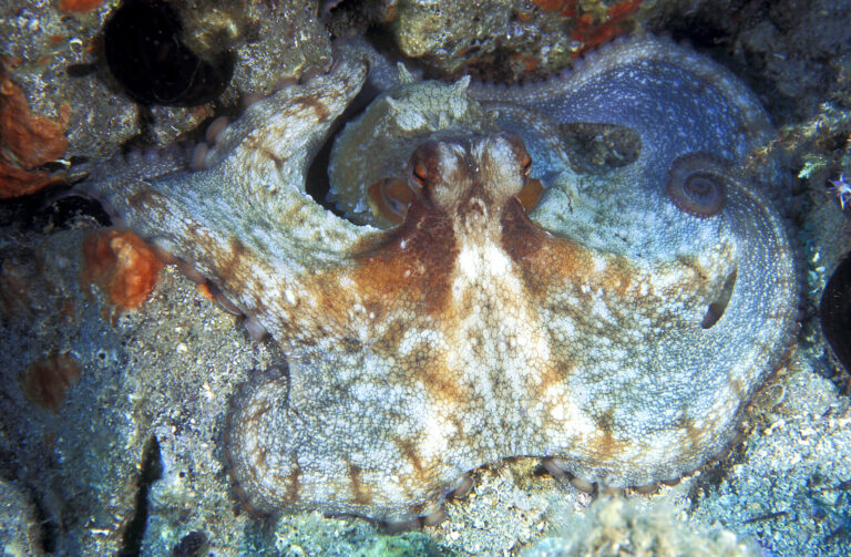 common octo