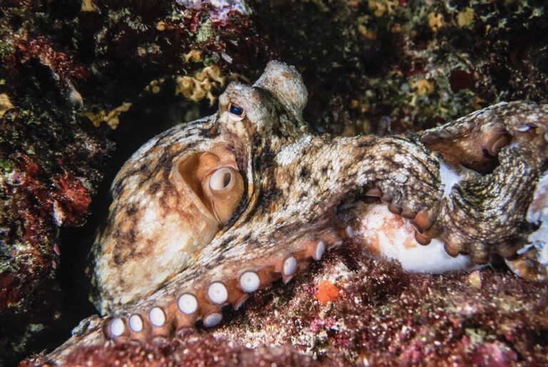 common octo