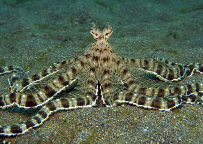 mimic octopus ability