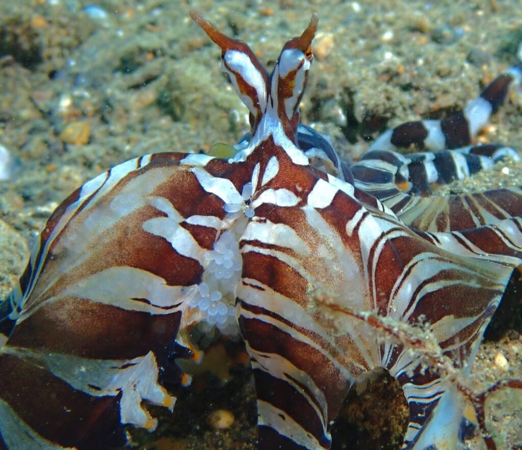 mimic octopus weight