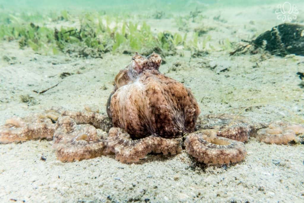 common octopus diet