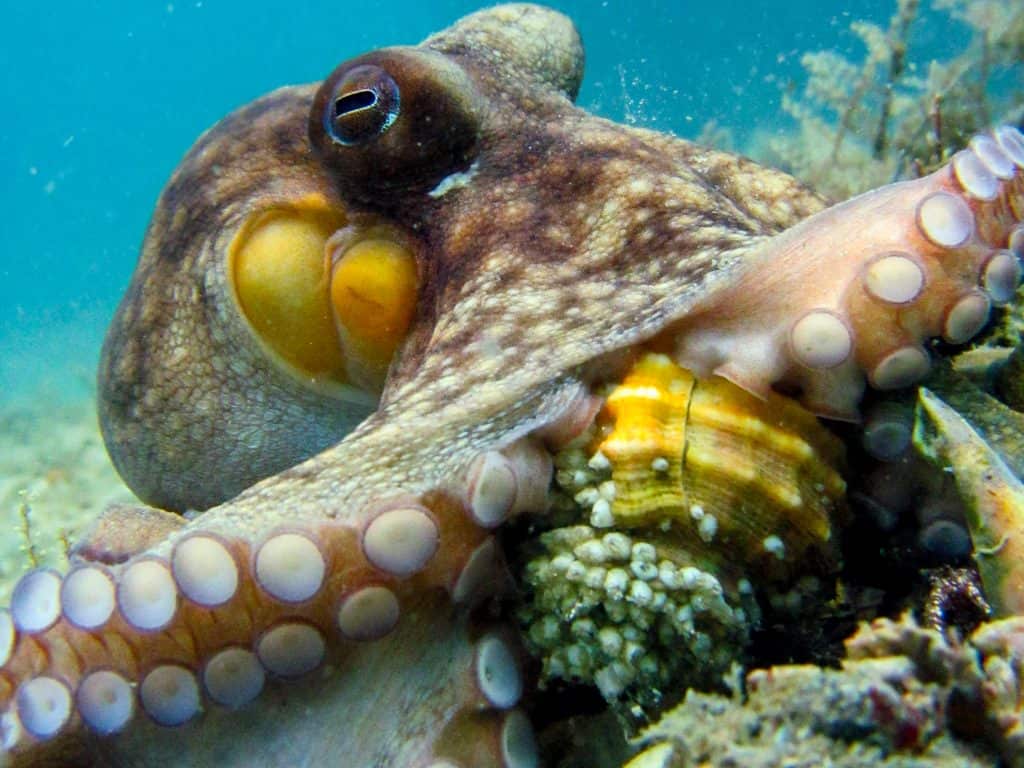common octopus diet