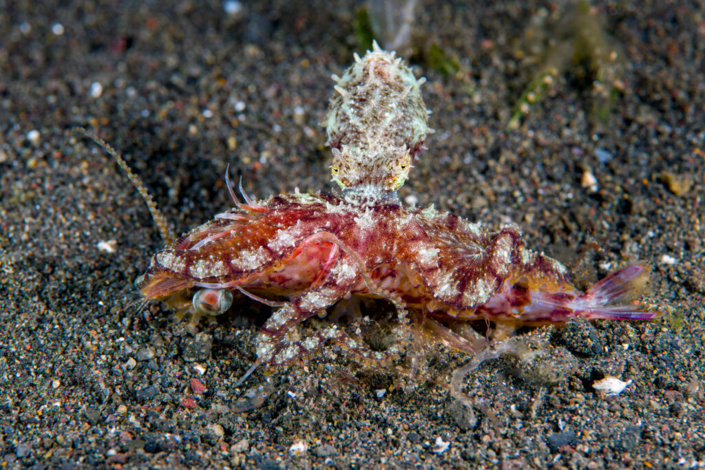 do octopus have teeth