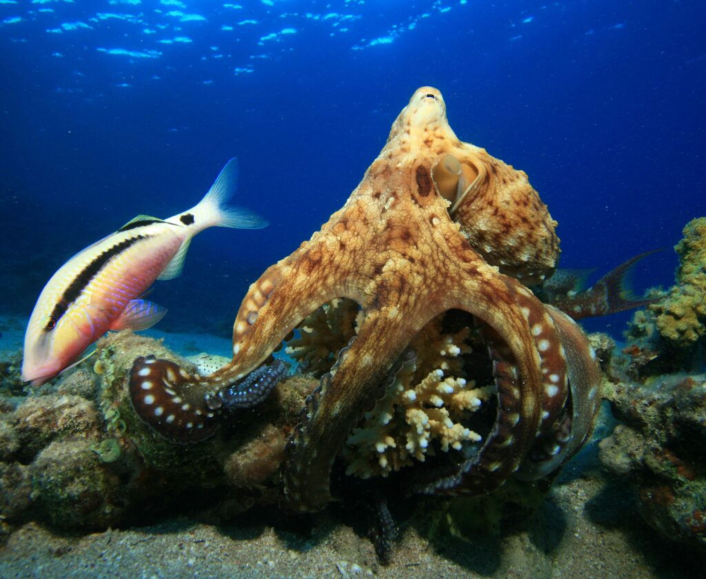 What Do Octopus Eat? - OctoNation - The Largest Octopus Fan Club!