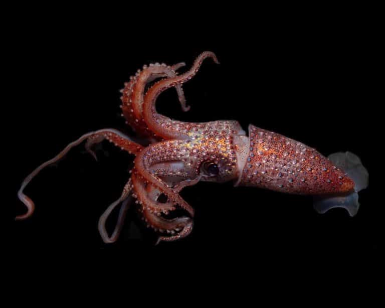 vampire octopus facts