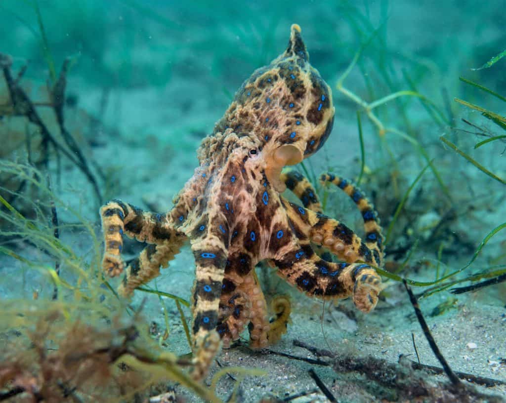 largest blue ringed octopus