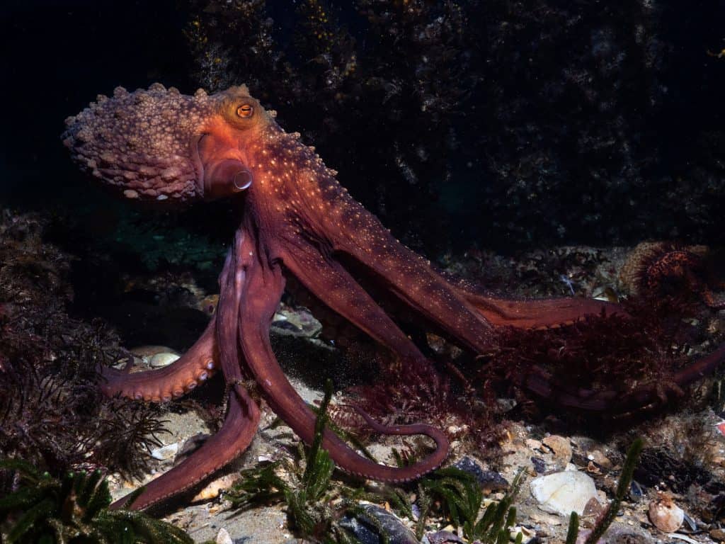 Maori Octopus Facts: One Of New Zealand's Largest Species! - OctoNation ...