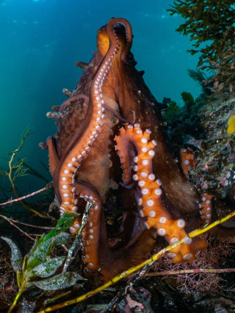 Maori Octopus Facts: One Of New Zealand's Largest Species! - OctoNation ...