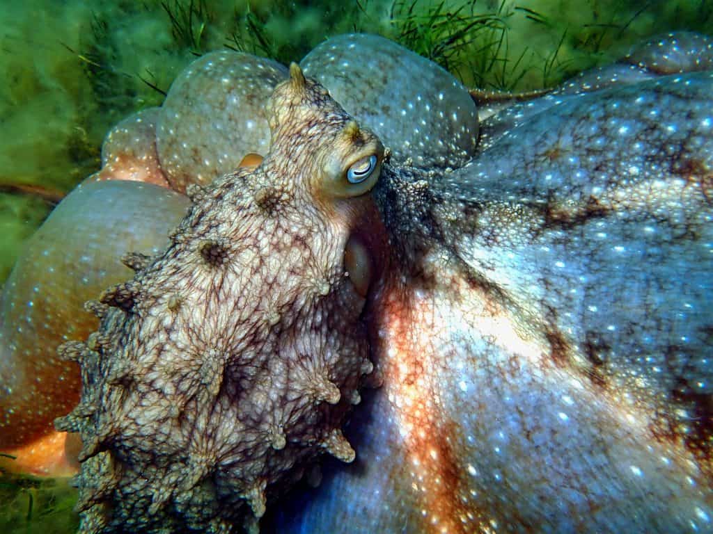 Maori Octopus Facts: One Of New Zealand's Largest Species! - OctoNation ...
