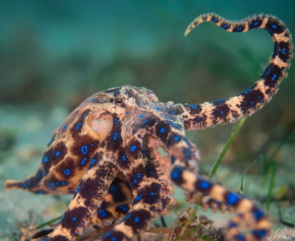 small floating octopus species