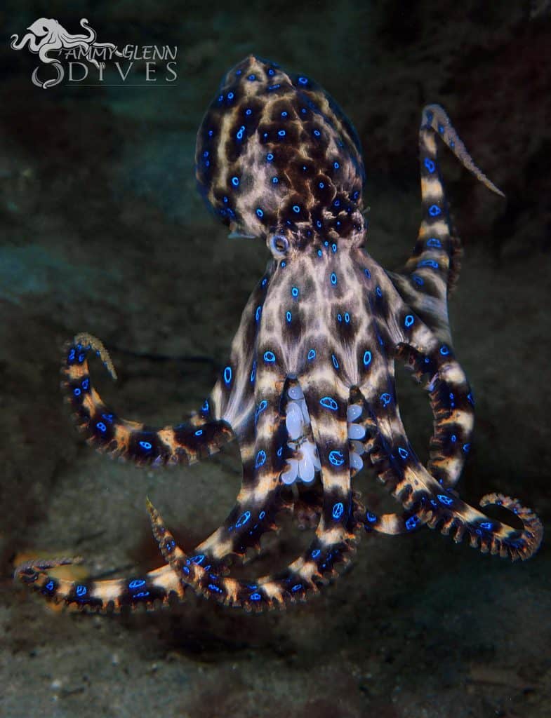 blue octopus