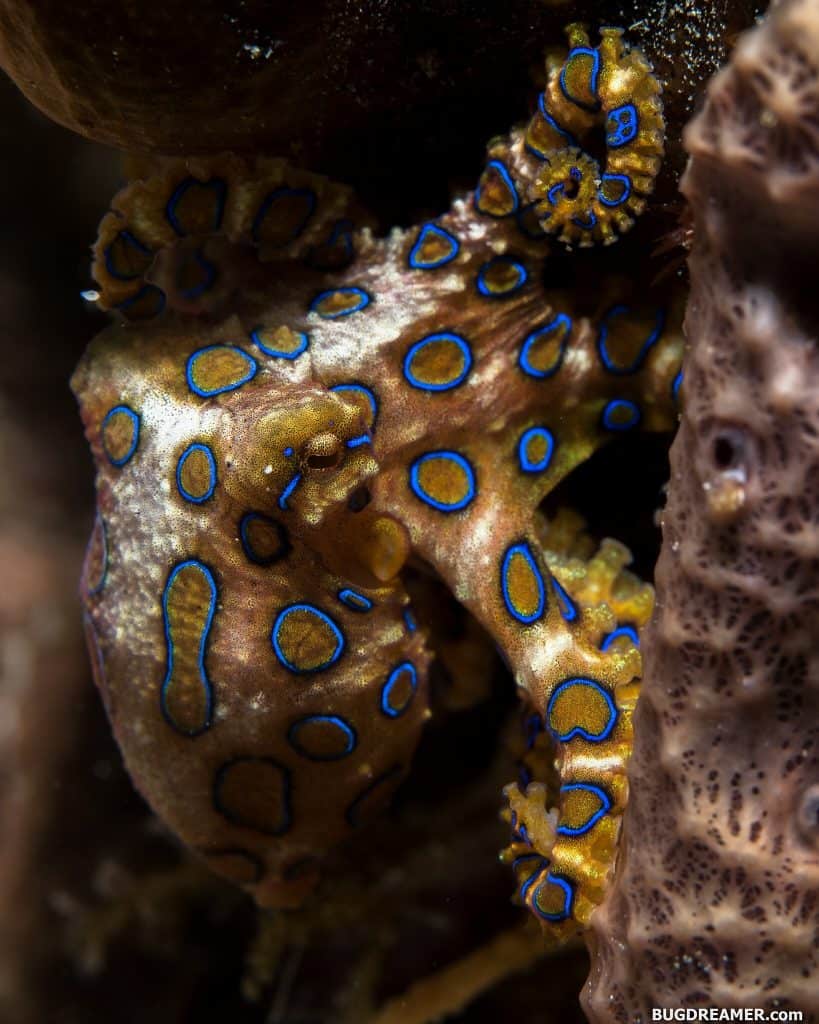 blue ringed octopus attack