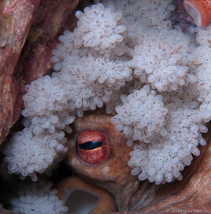 hatching octopus