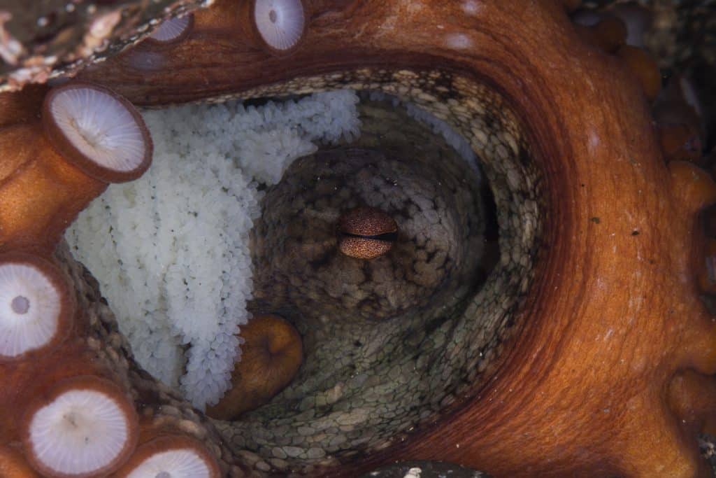 Octo-Mom: How Do Octopus Give Birth? - OctoNation - The Largest Octopus ...