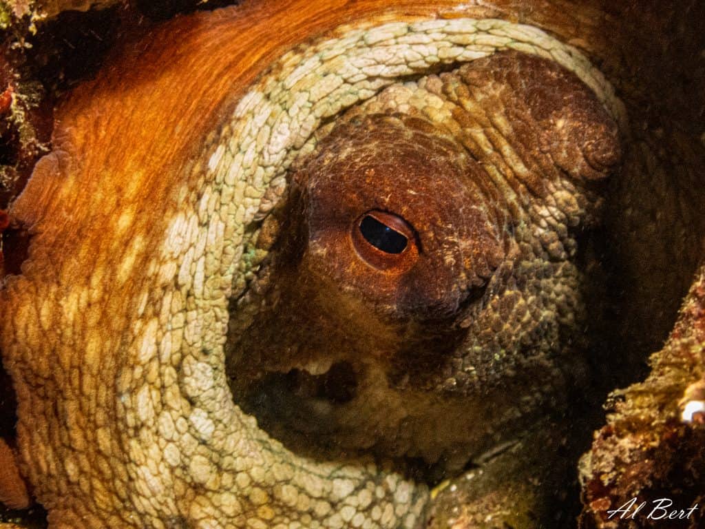 Octopus Eyes: Everything You Need To Know About Cephalopod Vision ...