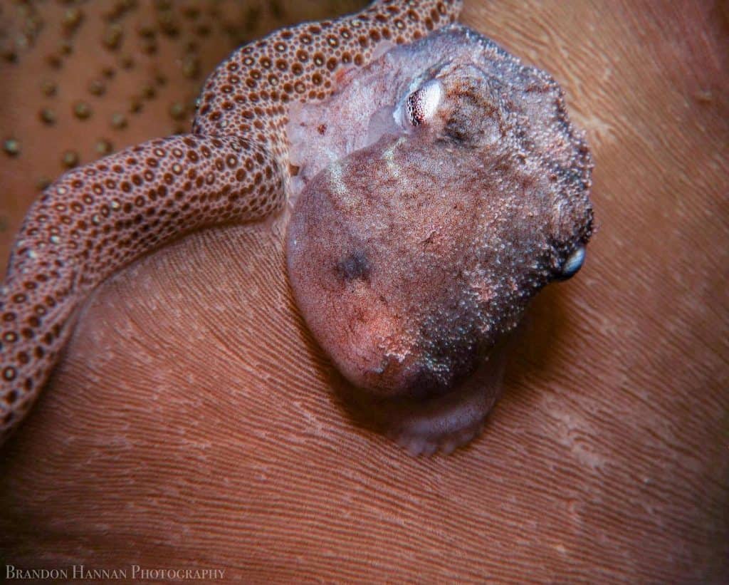 small floating octopus species