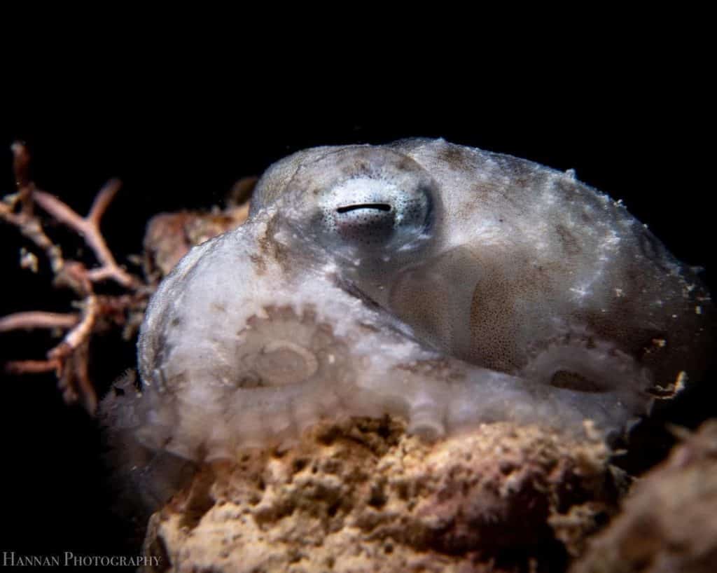 small floating octopus species