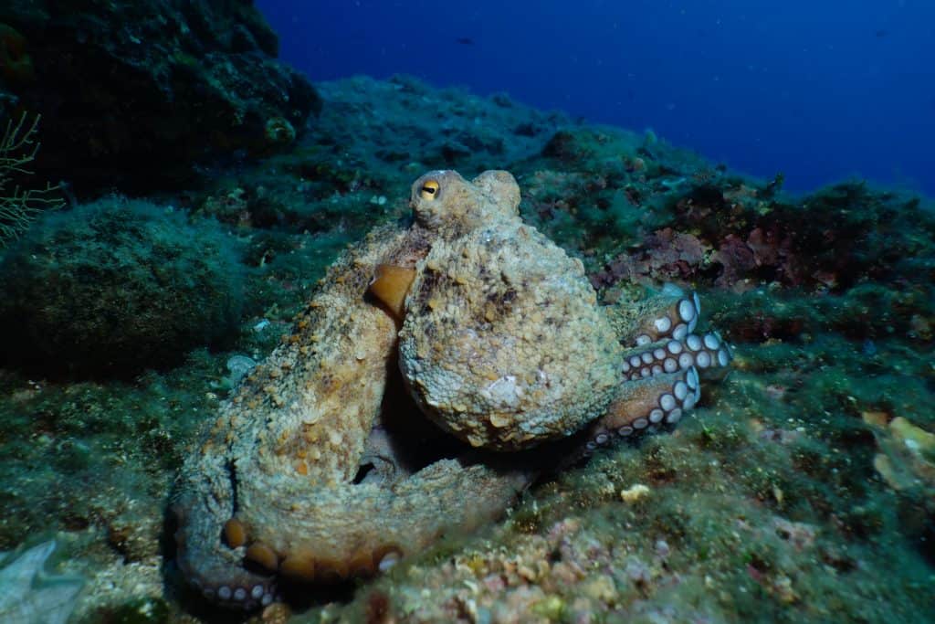 The Eyes Of The Octopus Vulgaris: Let's Take A Peek! - OctoNation - The ...