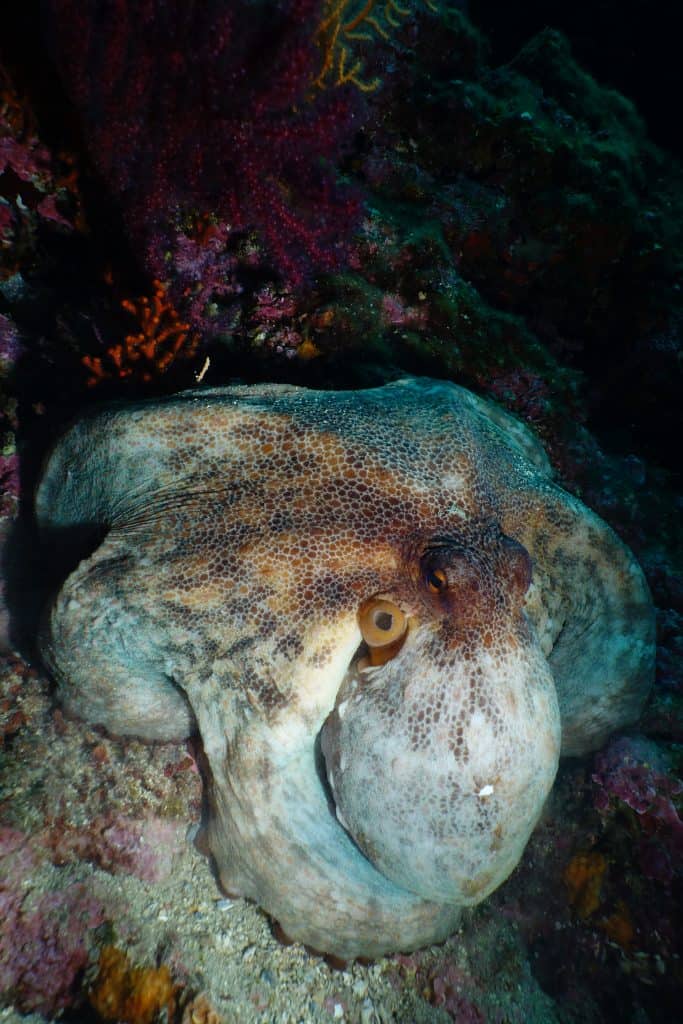 The Eyes Of The Octopus Vulgaris: Let's Take A Peek! - OctoNation - The ...
