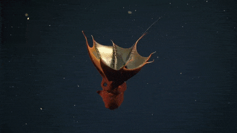 vampire squid glow