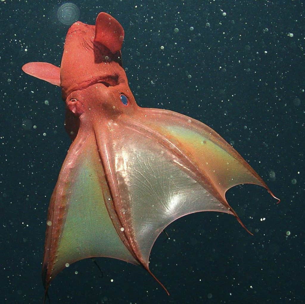 vampire squid glow
