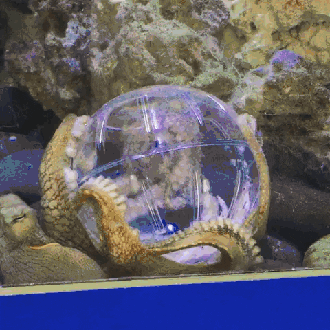 How Long Do Octopus Live? Life Expectancy, Mating, and Deep-Sea ...