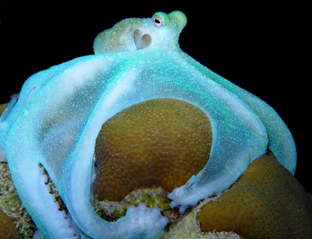 octopus heart function